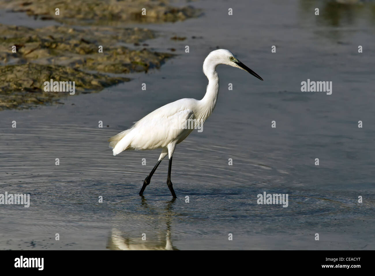 egret looking for food Stock Photo - Alamy