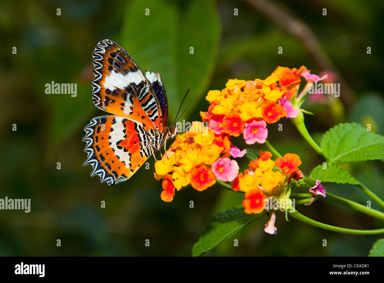 Monarch magnificent butterfly hi-res stock photography and images - Alamy