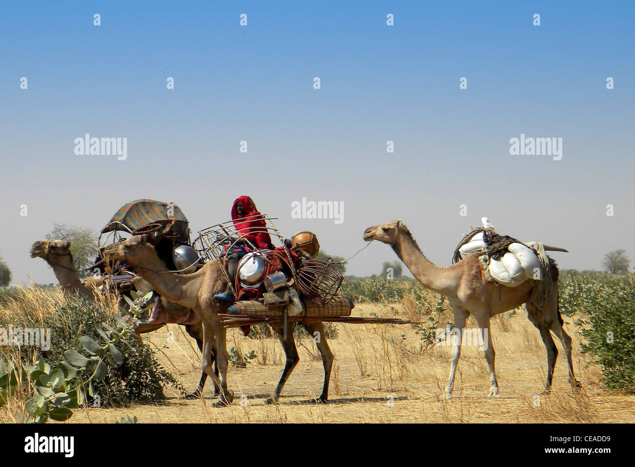Chad Desert And Camel High Resolution Stock Photography and Images - Alamy