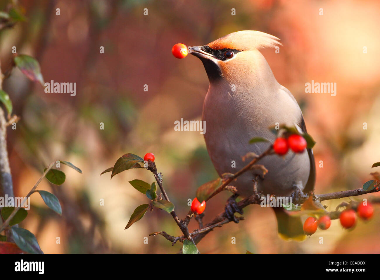 Waxwings hi-res stock photography and images - Alamy