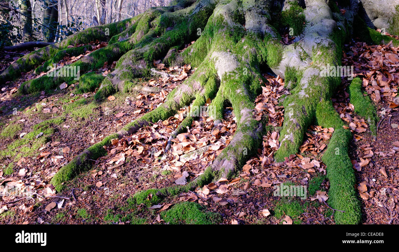 old Beech tree with moss covered roots Stock Photo - Alamy