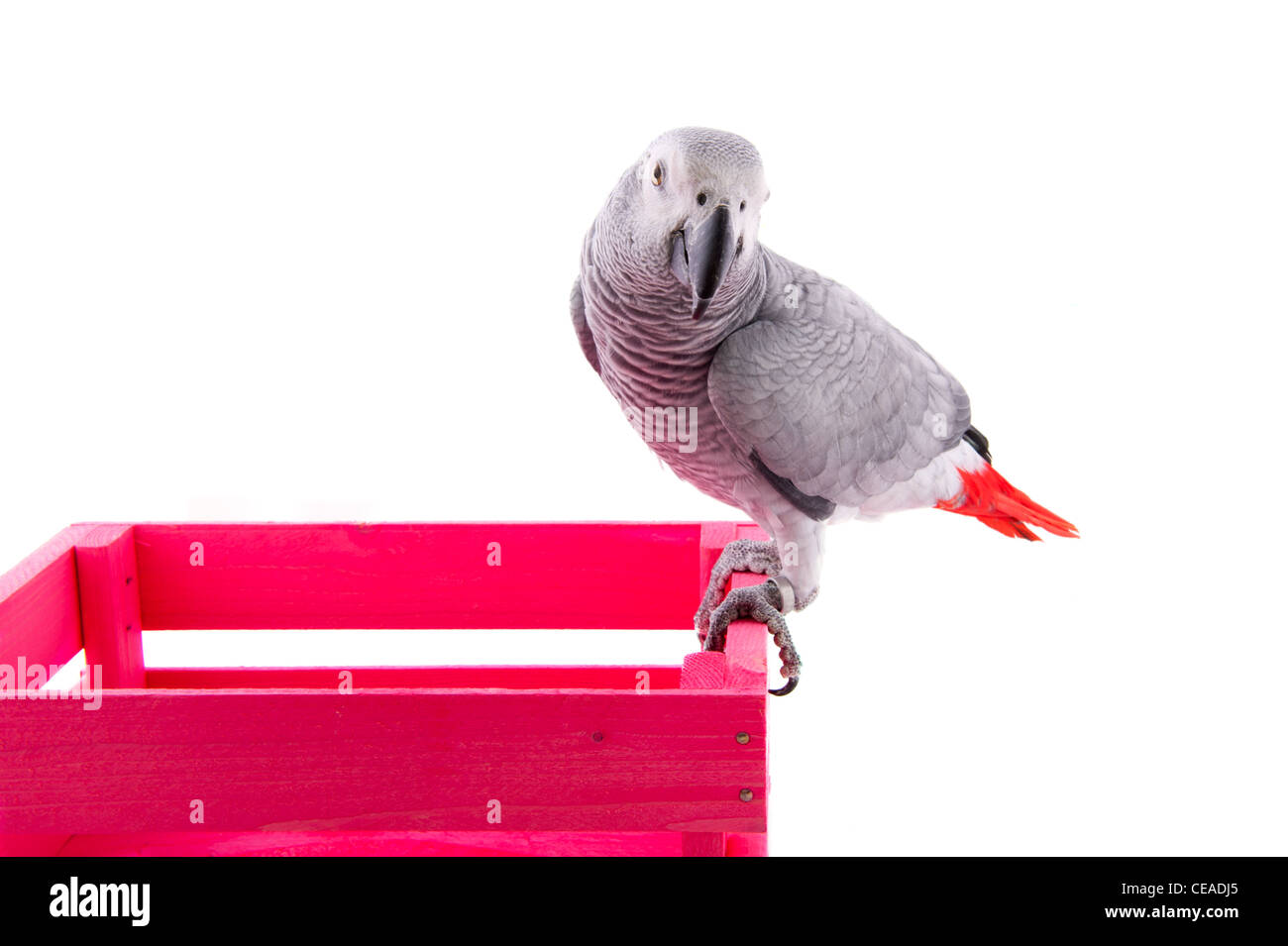 African grey parrots hi-res stock photography and images - Alamy