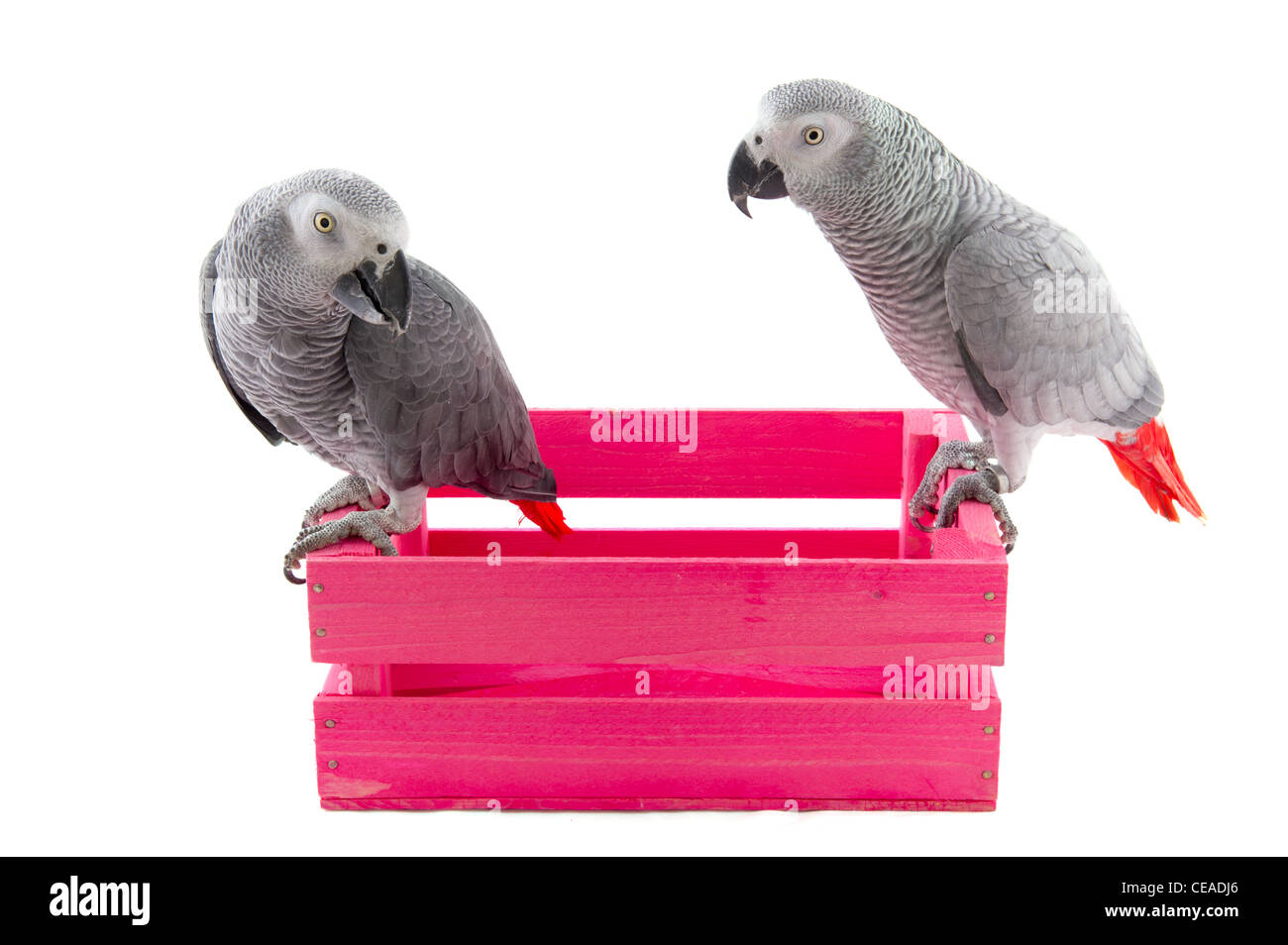 African grey parrots hi-res stock photography and images - Alamy