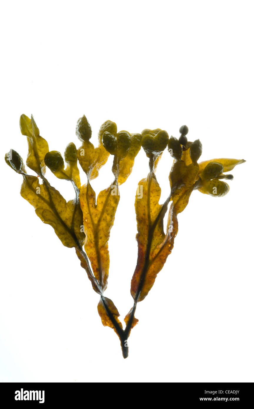 Bladder Wrack (Fucus vesiculosus) seaweed - at Loch Fleet nature ...