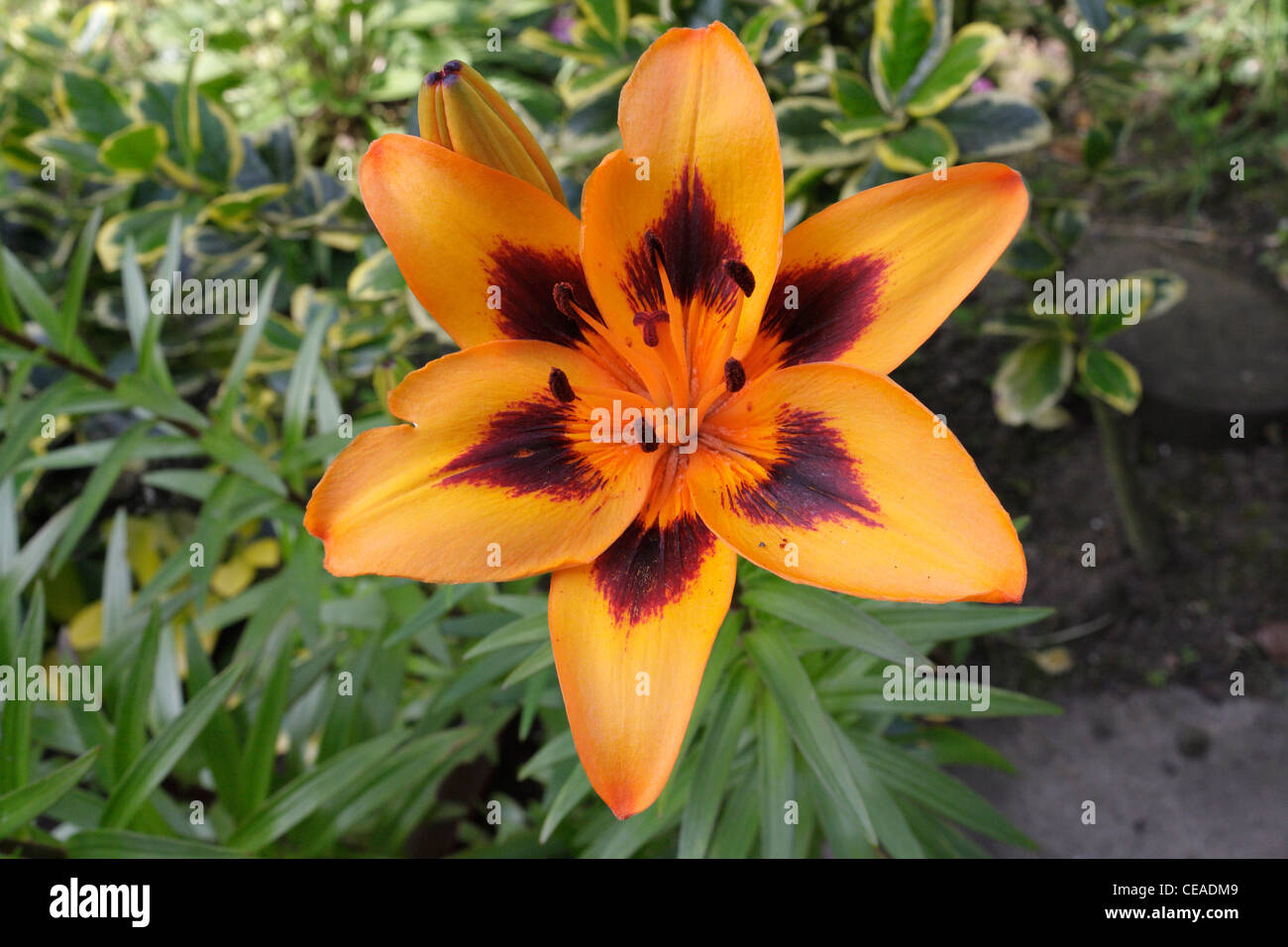 Orange Lily flower in garden Stock Photo - Alamy