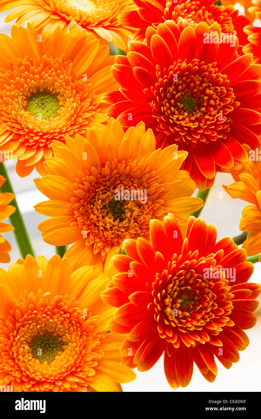 Gerberas hi-res stock photography and images - Alamy