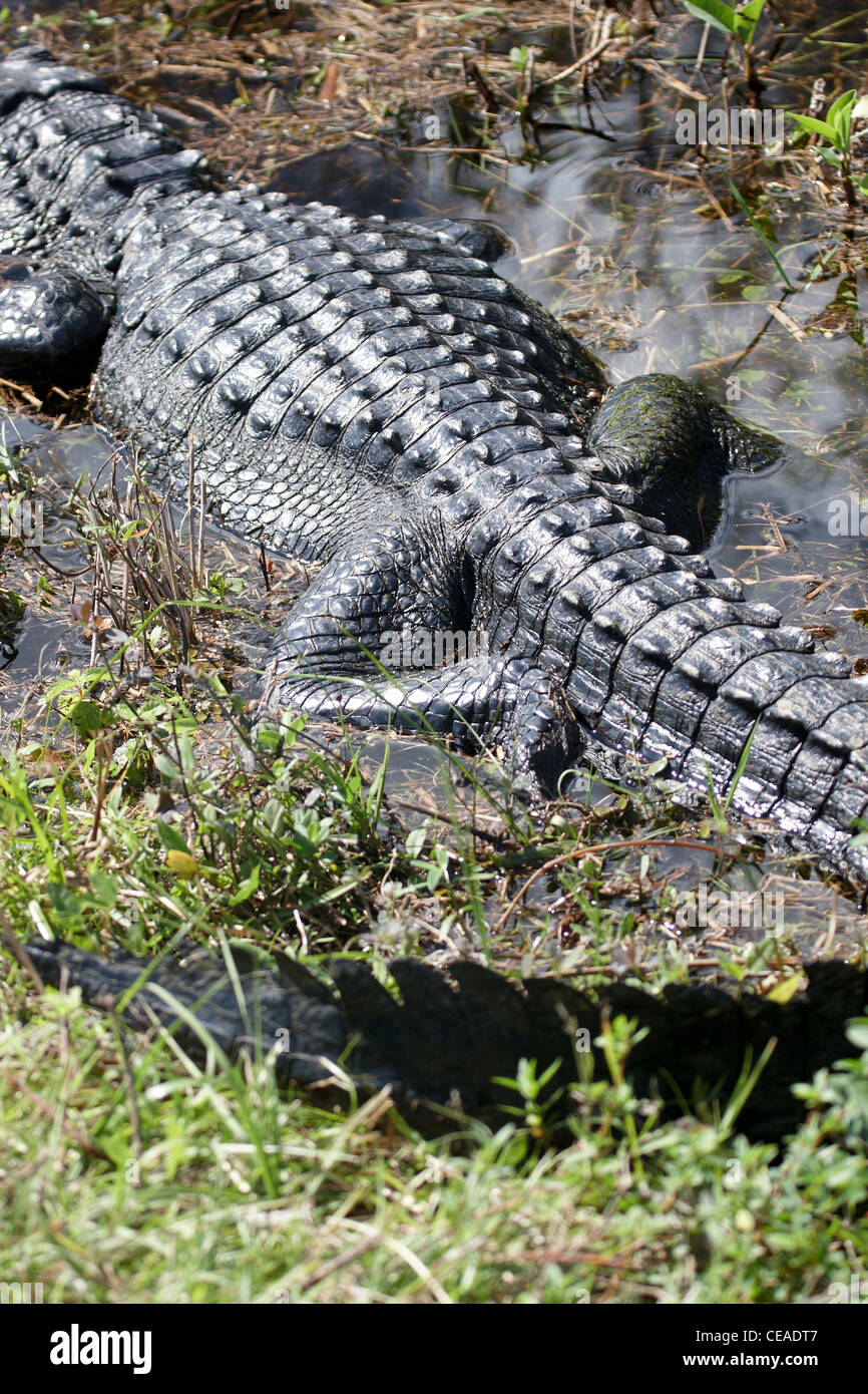 The back and tail of an alligator laying in the water Stock Photo - Alamy