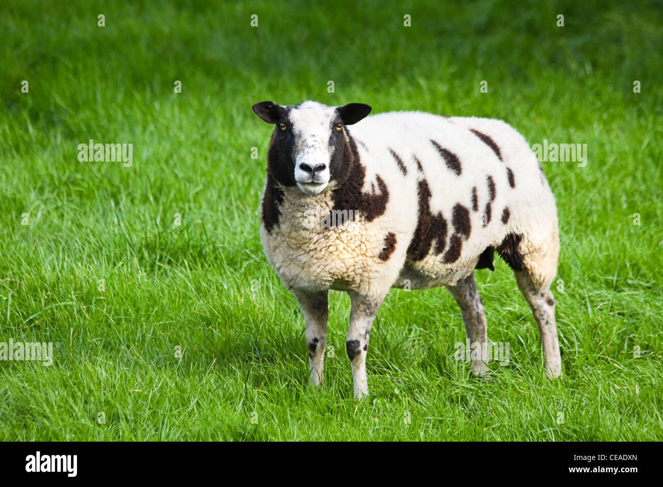 Brown and white spotted sheep in meadow looking up Stock Photo - Alamy