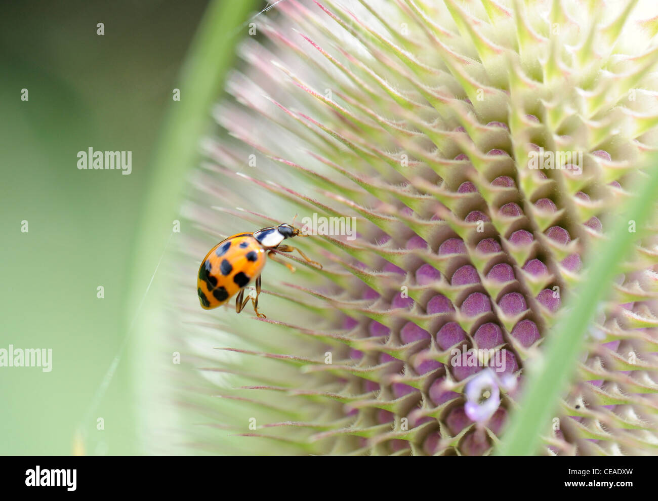 Lady bird hi-res stock photography and images - Alamy