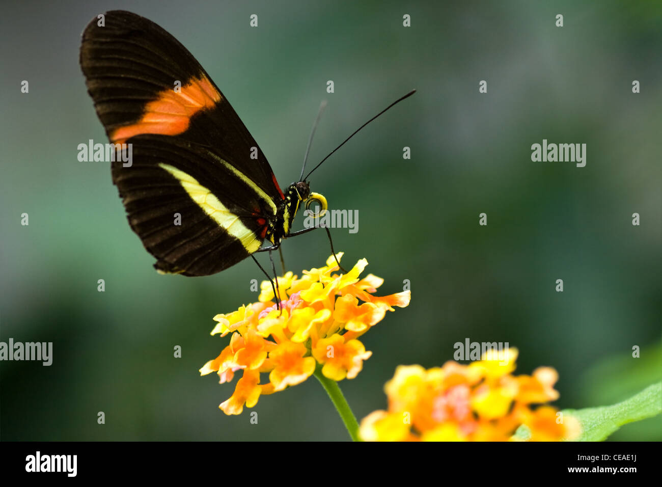 Butterfly heliconius melpomene postman butterfly hi-res stock ...