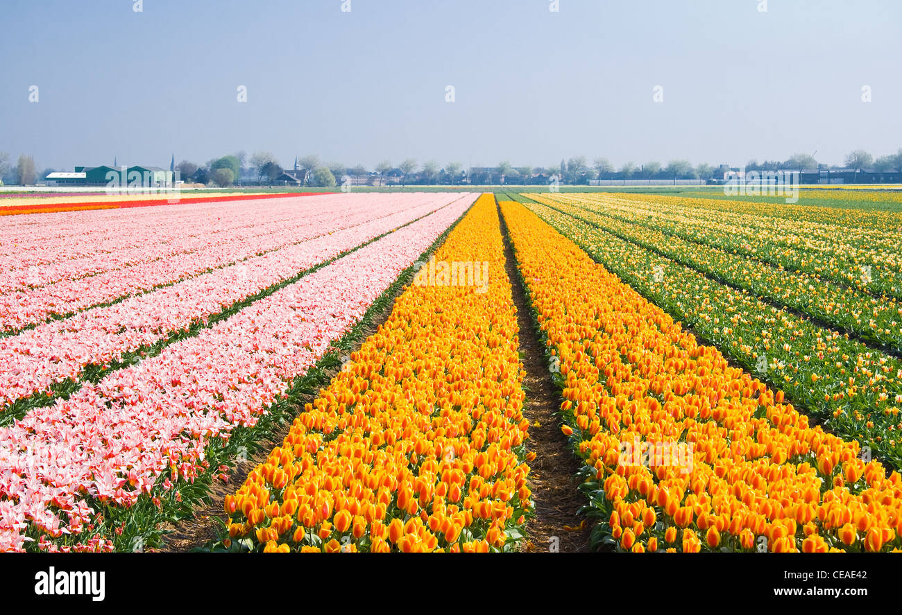 Small tulips in many different colors in the bulb fields in april Stock ...