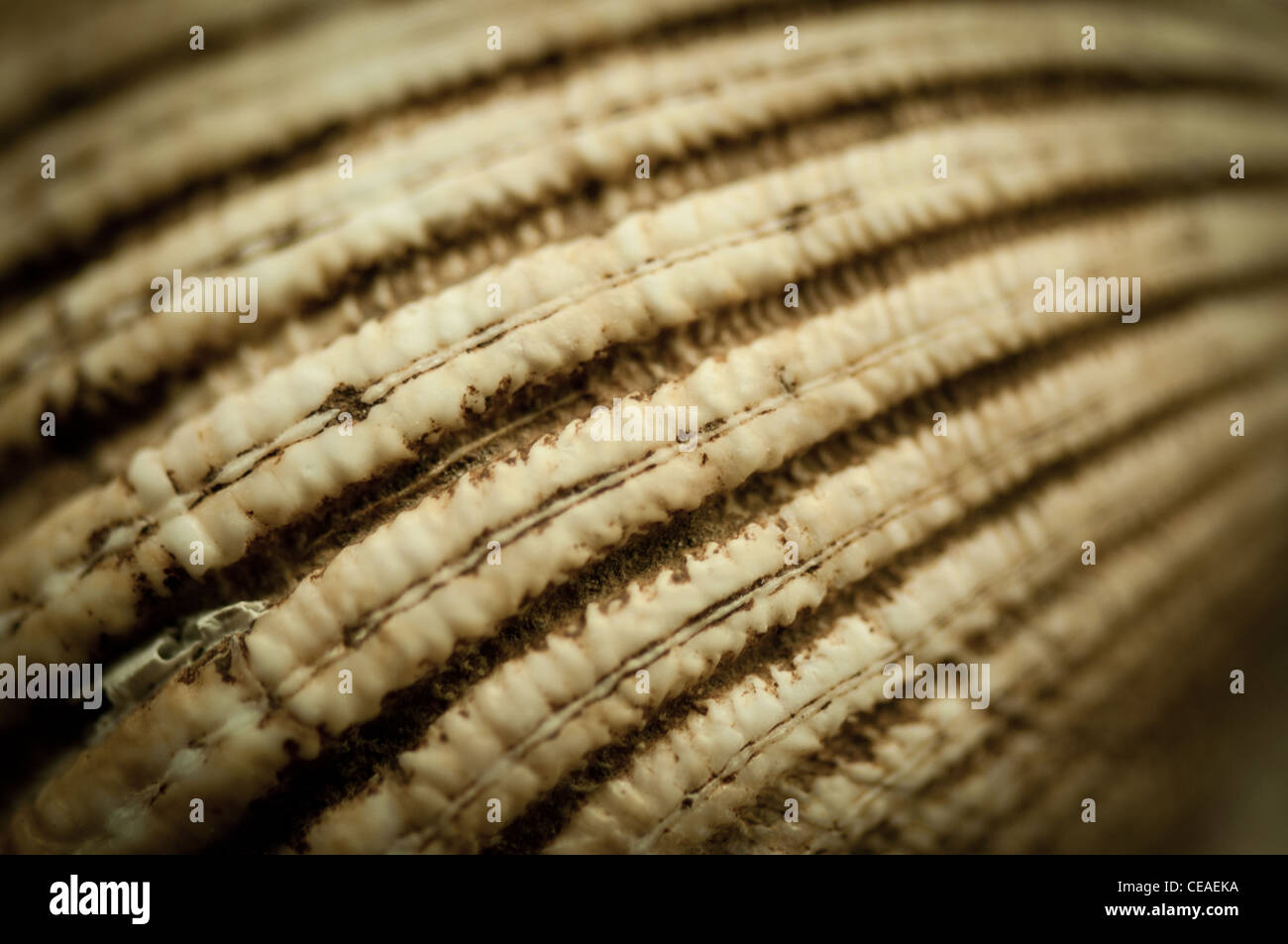 Mollusc animals hi-res stock photography and images - Alamy