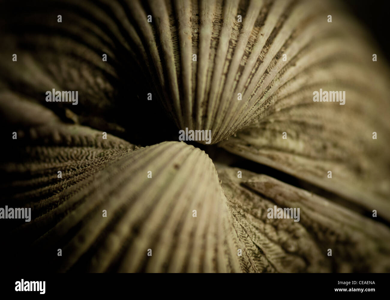 Invertebrates animals hi-res stock photography and images - Alamy