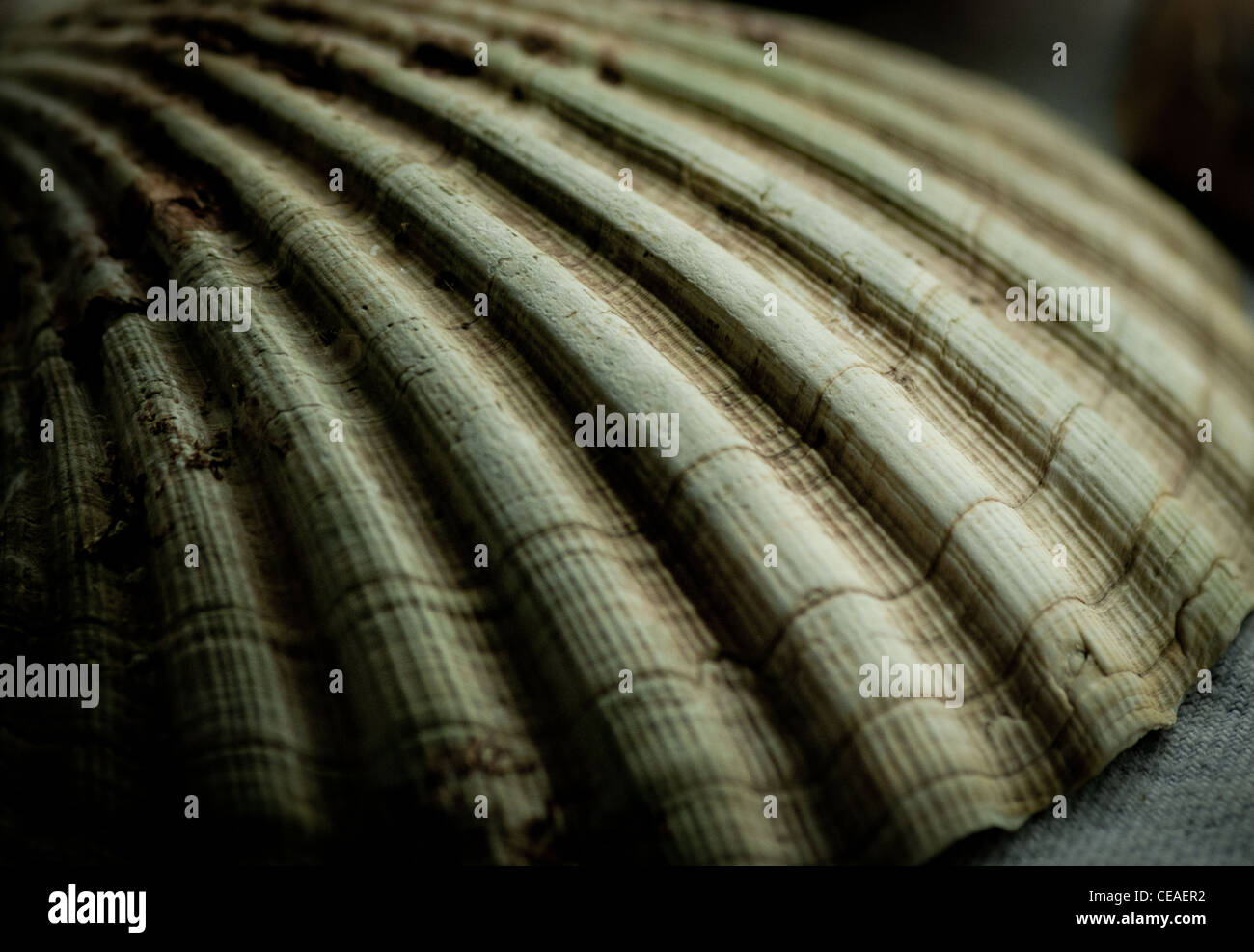 Shells textures hi-res stock photography and images - Alamy