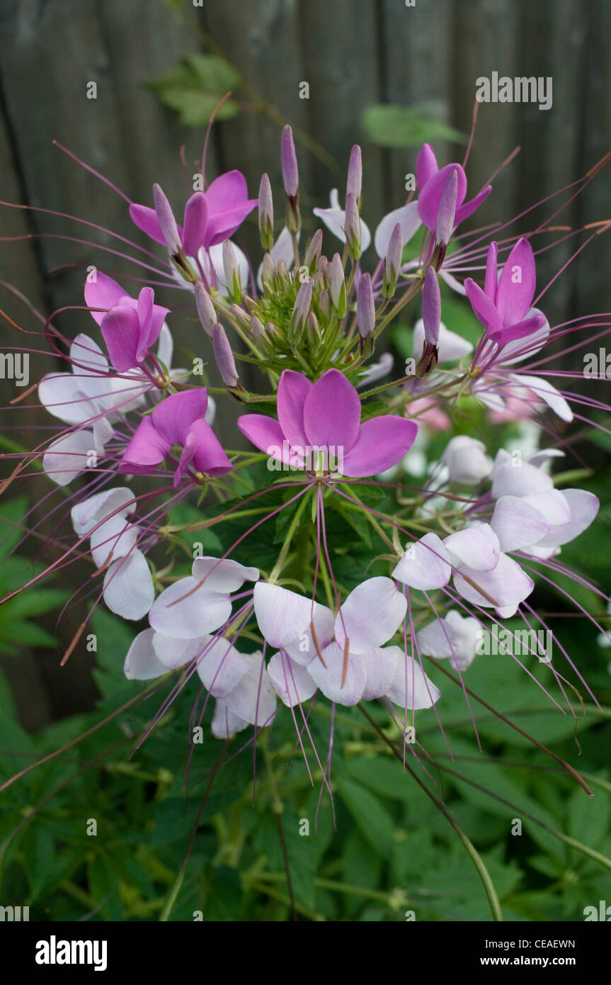 White spider pink flower hi-res stock photography and images - Alamy