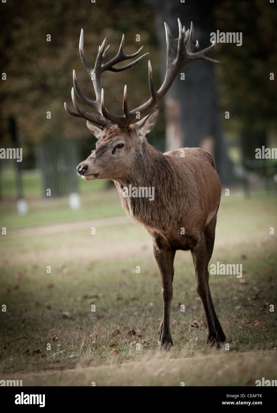 Red deer mating uk hi-res stock photography and images - Alamy
