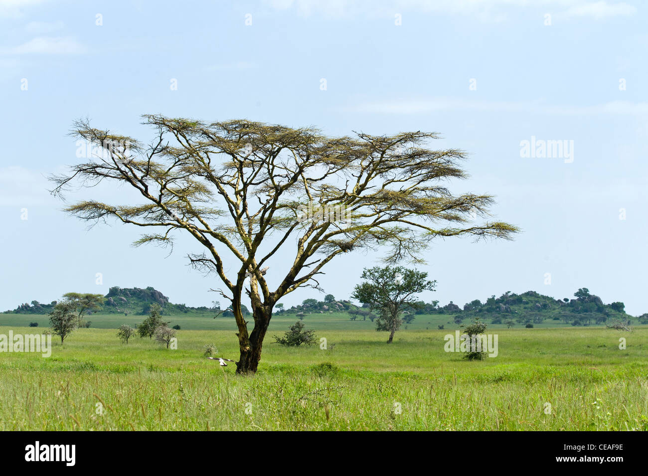Serengeti landscape with Yellow barked Acacia trees (Acacia ...