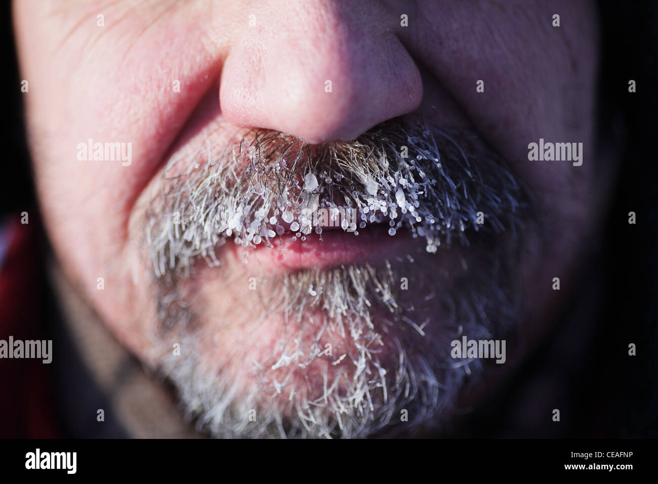 close-up of the frozen gray beard and mustache Stock Photo - Alamy