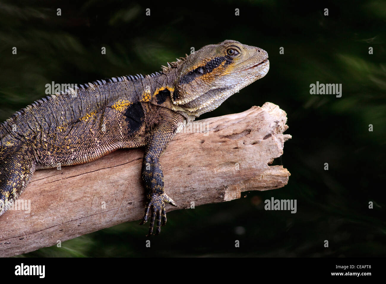 A Bearded Dragon lizard rests on the banks of Lake Barrine on the ...