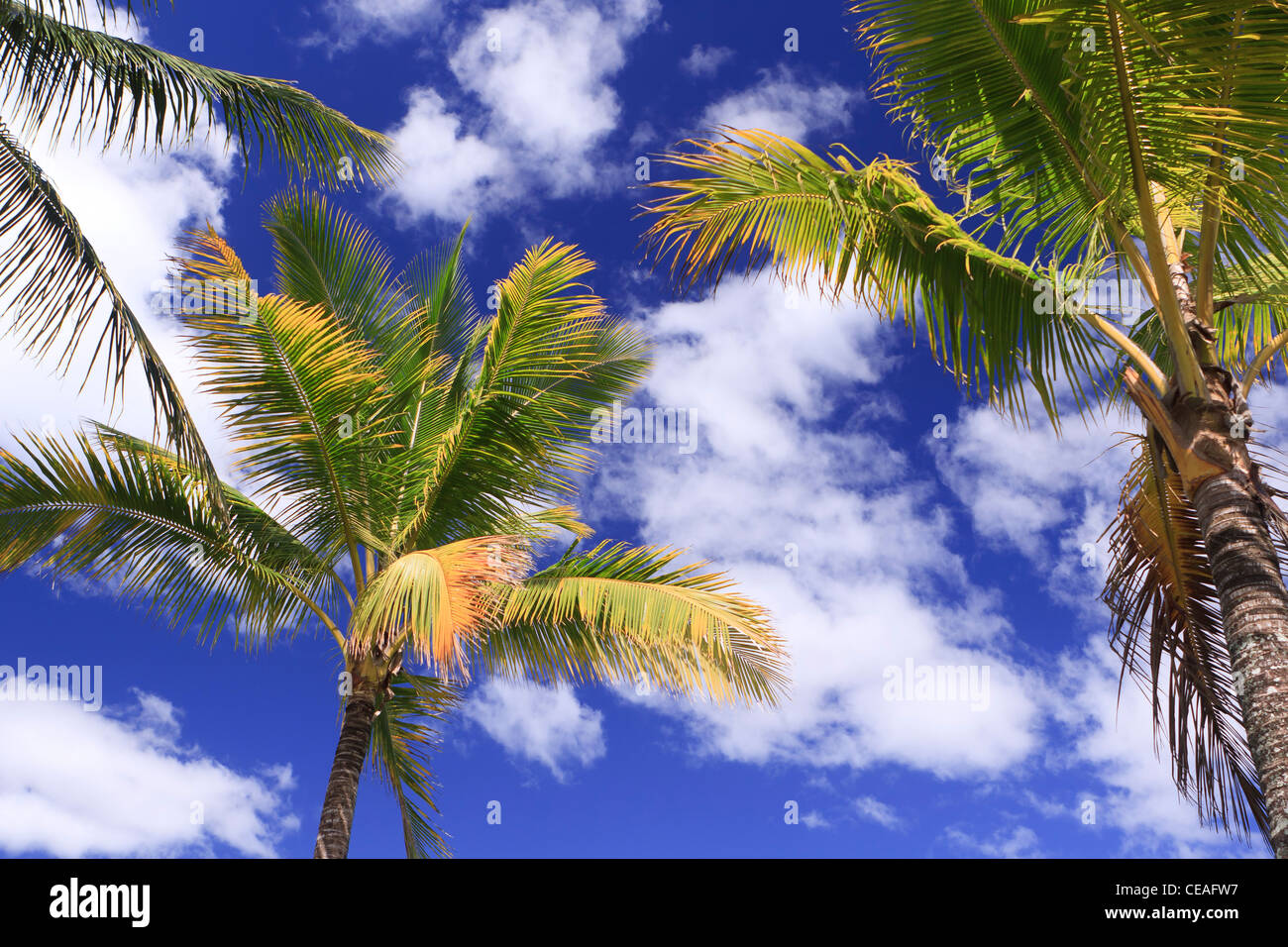 The palm trees along the Cairns Esplanade foreshore are just one of its ...