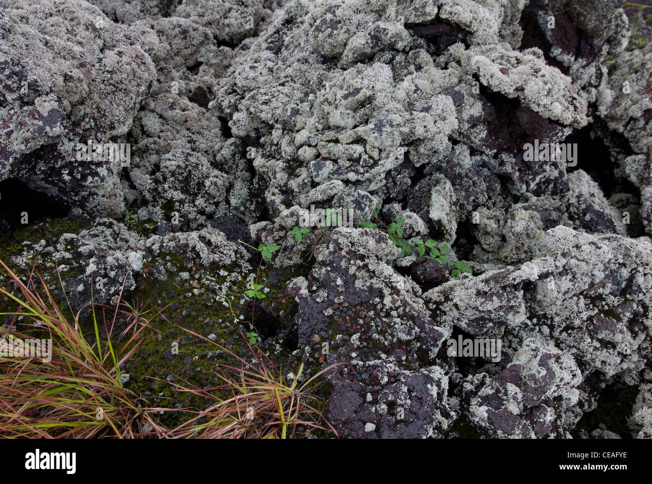 Crumbled lava from a massive flow in 1790 blankets much of Cape ...