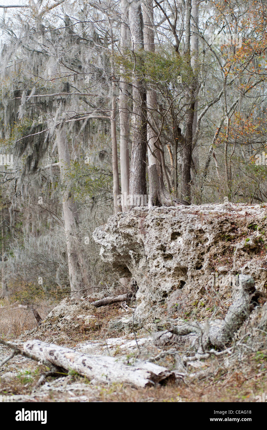 Karst limestone rock formations on the bank of Ichetucknee river ...