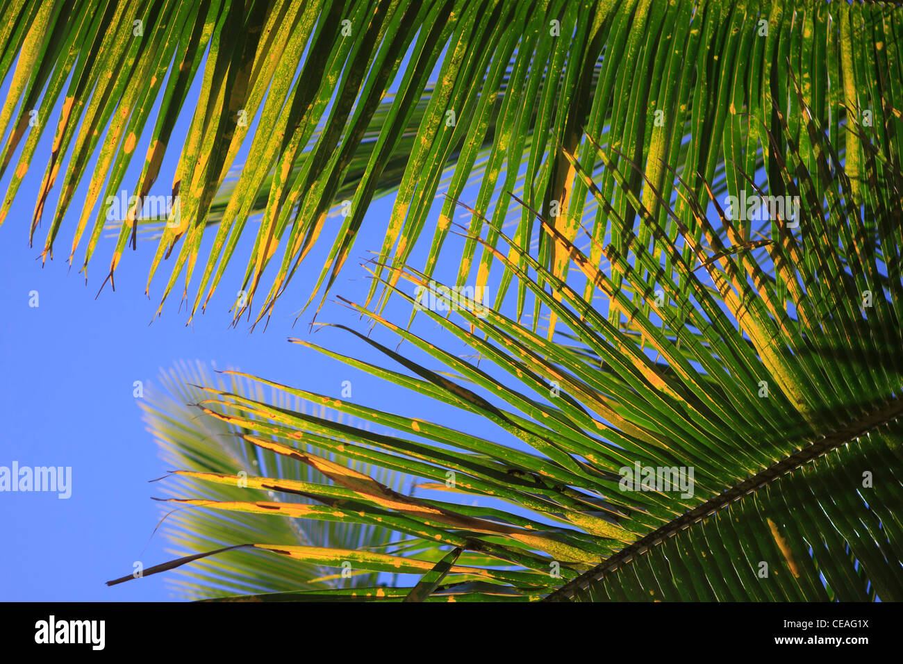 Palm tree leaf patterns on the Cairns Esplanade foreshore, Queensland ...