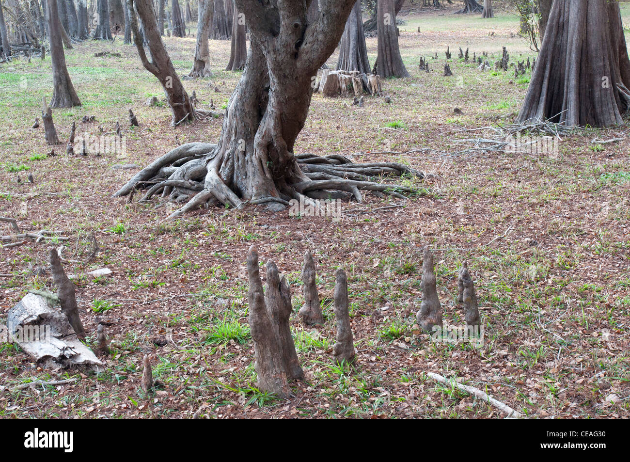 Giant cypress tree hi-res stock photography and images - Alamy