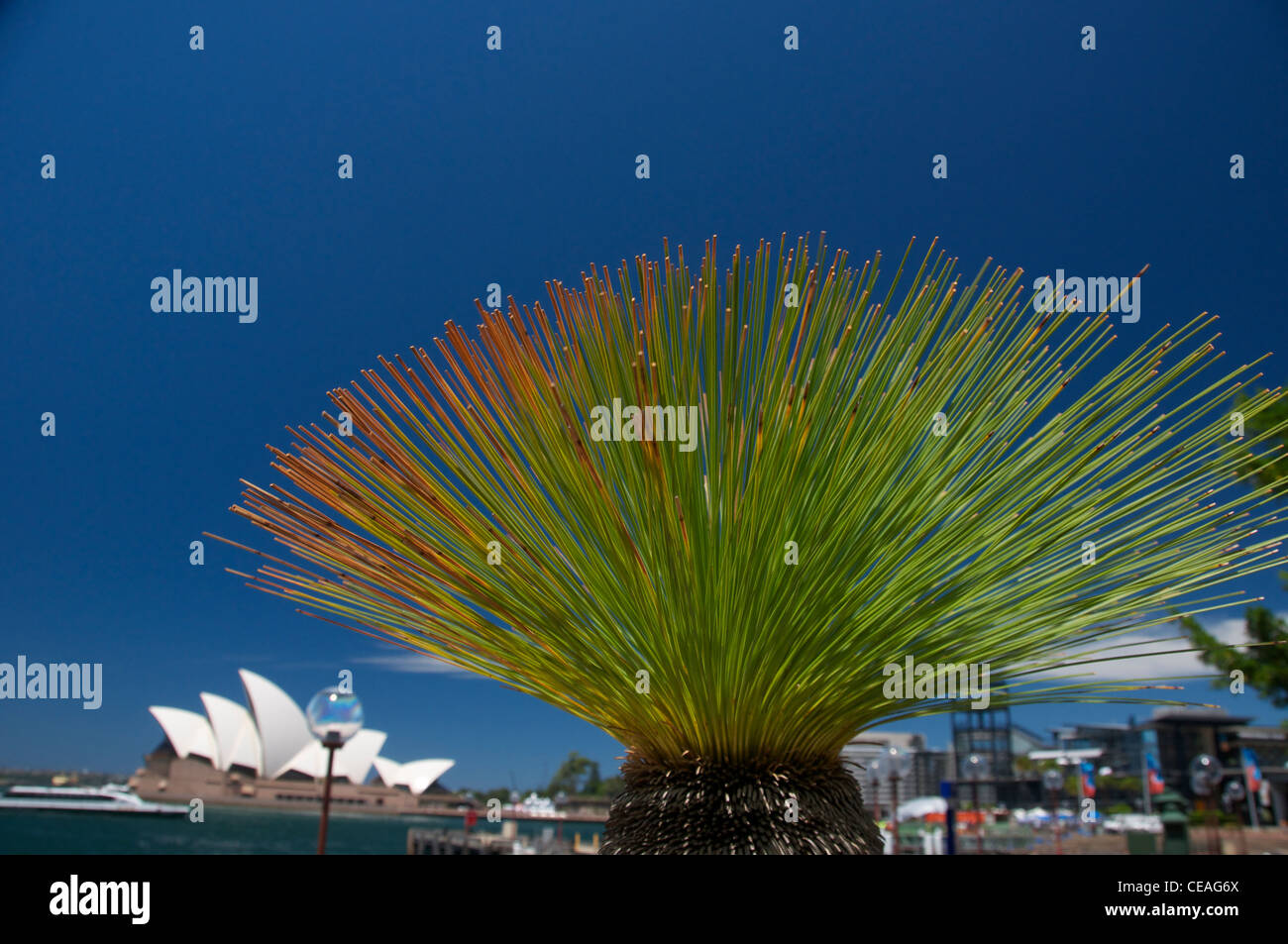 Fan tree spike hi-res stock photography and images - Alamy