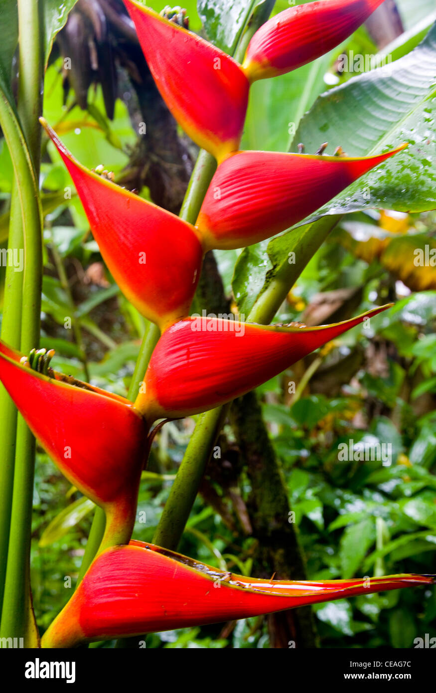 Heliconia heliconiaceae plant helaconia trail hi-res stock photography ...