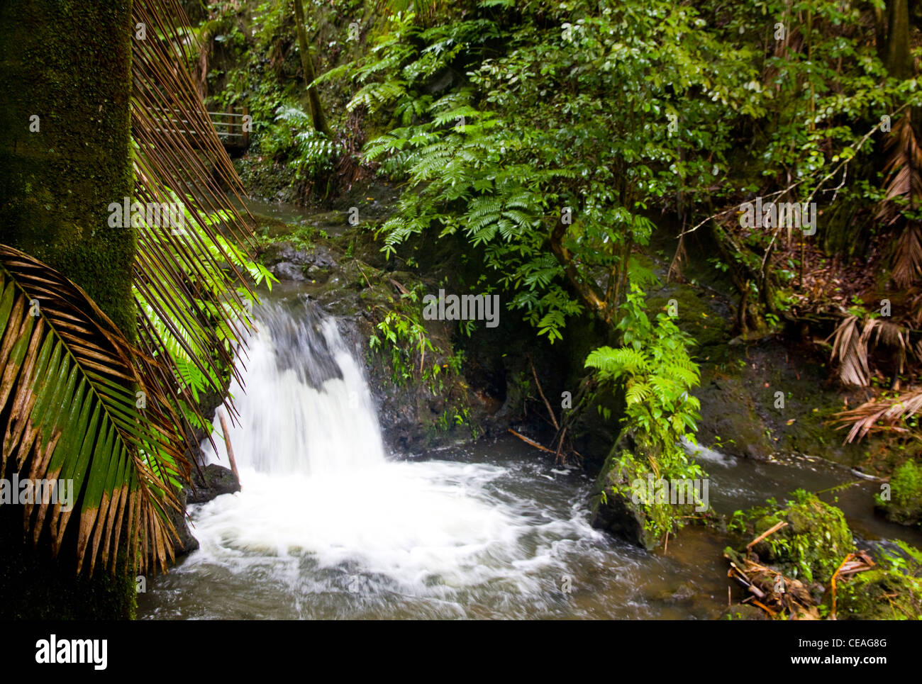 Onomea Waterfalls, Hawaii Tropical Botanical Garden, 7 miles north of ...
