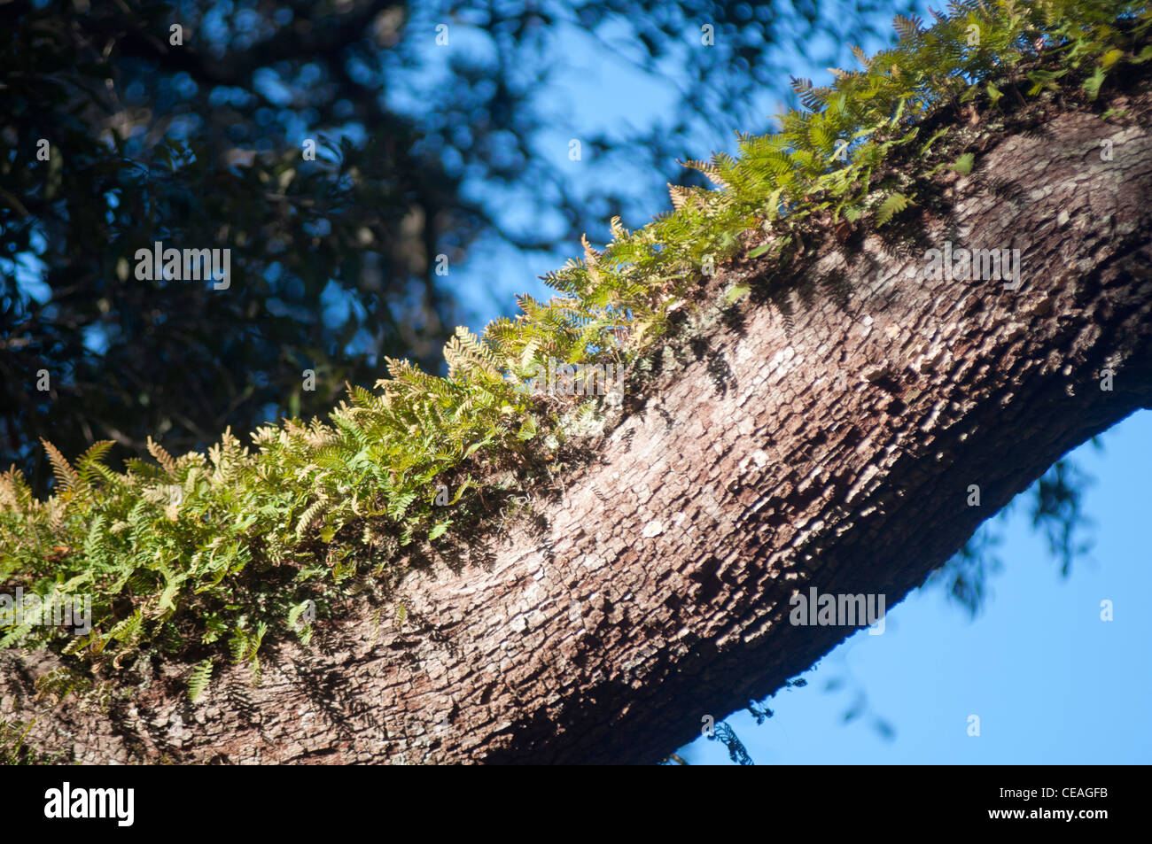 Resurrection Fern, Pleopeltis polypodioides growing on Living oaks ...