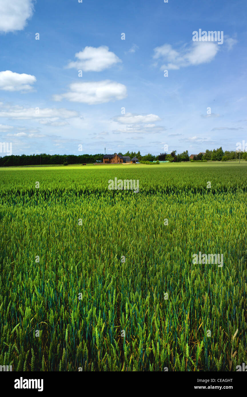Shakespeare production food hi-res stock photography and images - Alamy