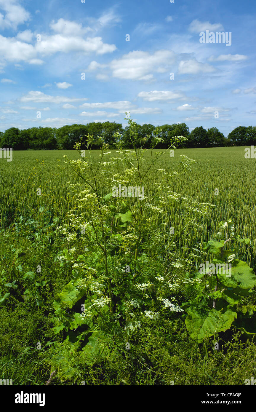 Shakespeares way hi-res stock photography and images - Alamy