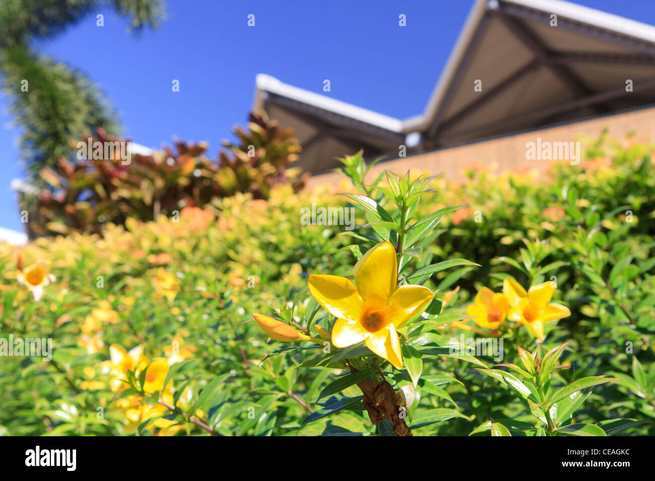The iconic Cairns Convention Centre is host to international ...
