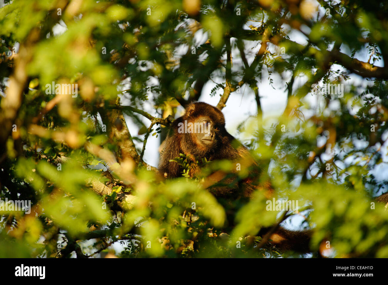 Monkey yelling hi-res stock photography and images - Alamy