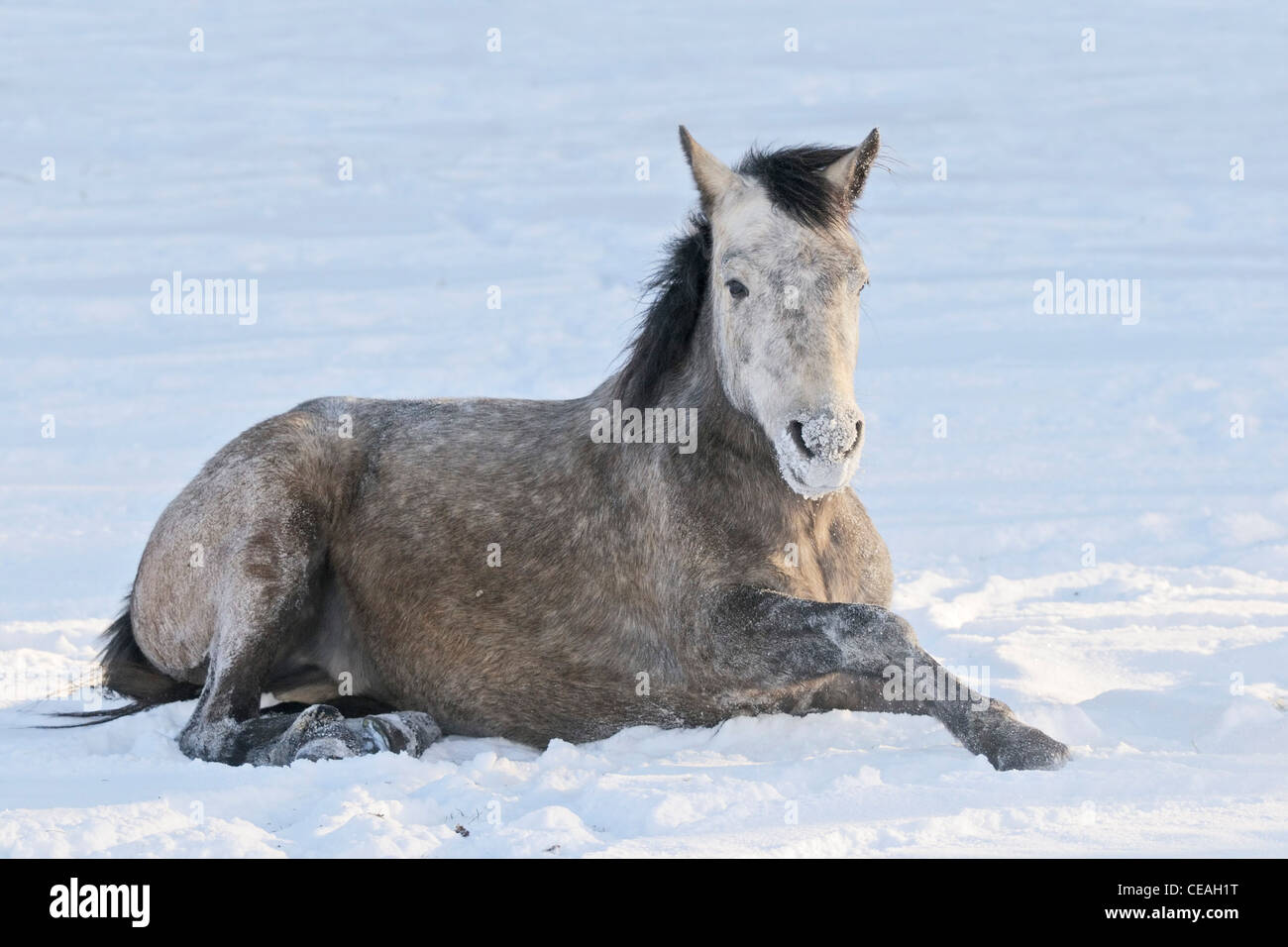Connemara pony after rolling in the snow Stock Photo - Alamy