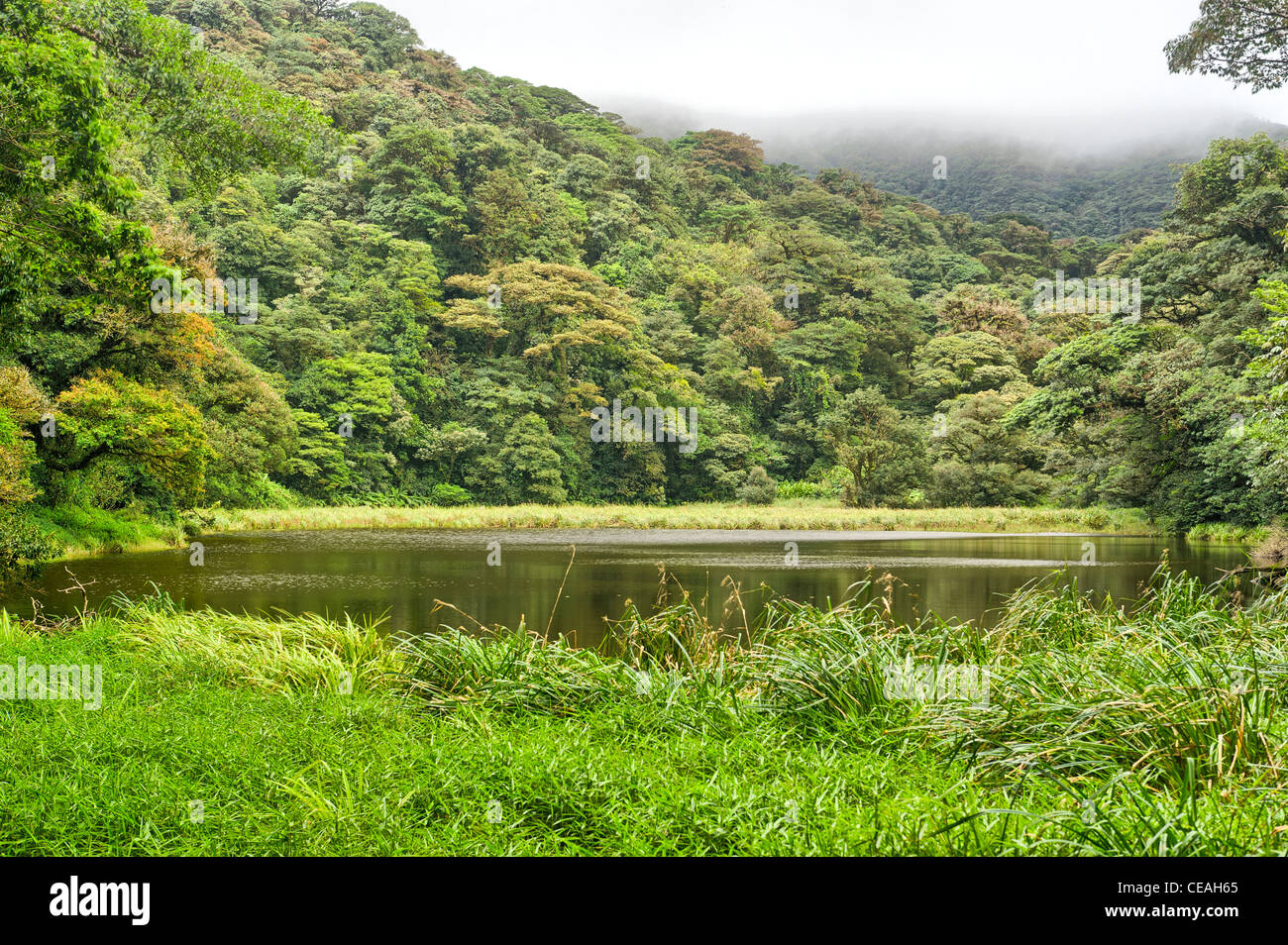 Jungle pond hi-res stock photography and images - Alamy