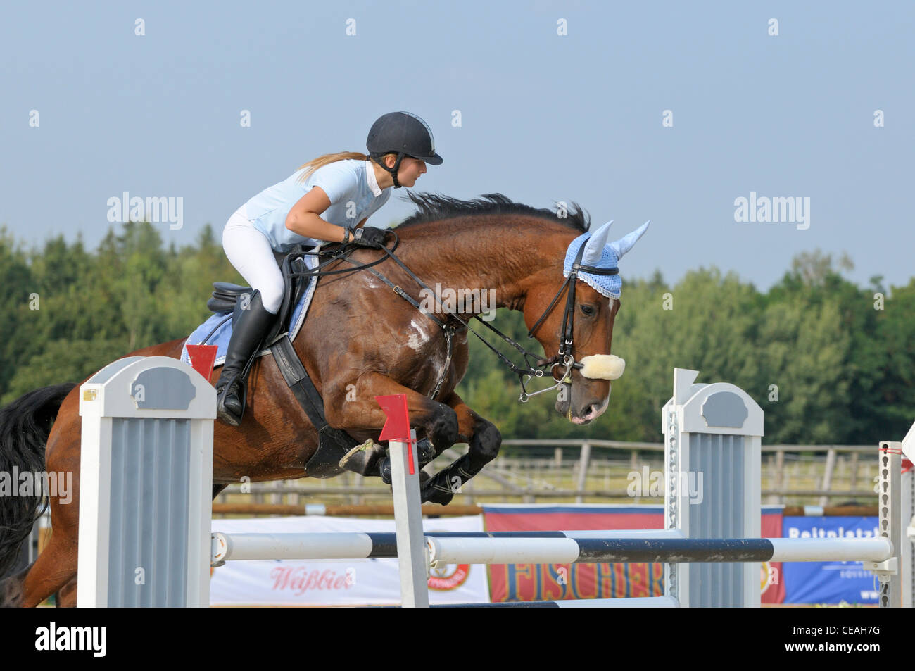 Oldenburg breed hi-res stock photography and images - Alamy
