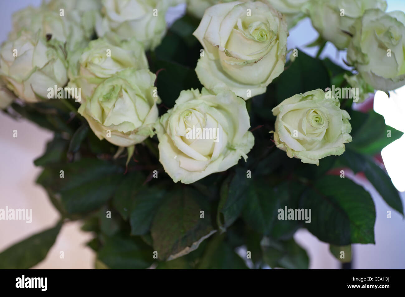 Romantic white rose border hi-res stock photography and images - Alamy