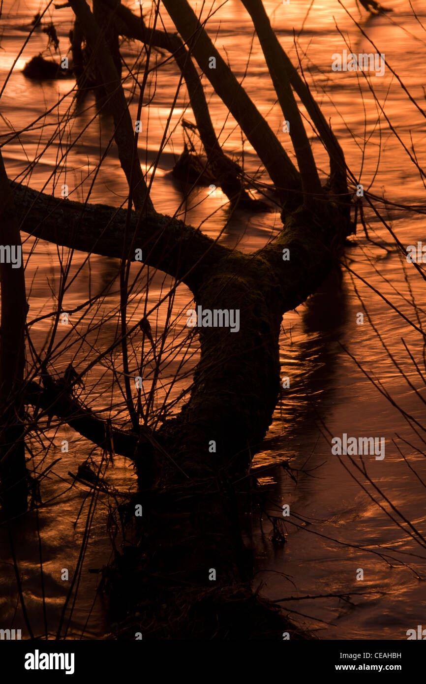 Branch in water at sunset Stock Photo - Alamy