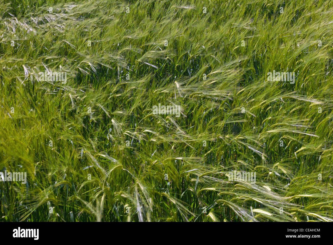 cereal crops agriculture warwickshire midlands england uk Stock Photo ...