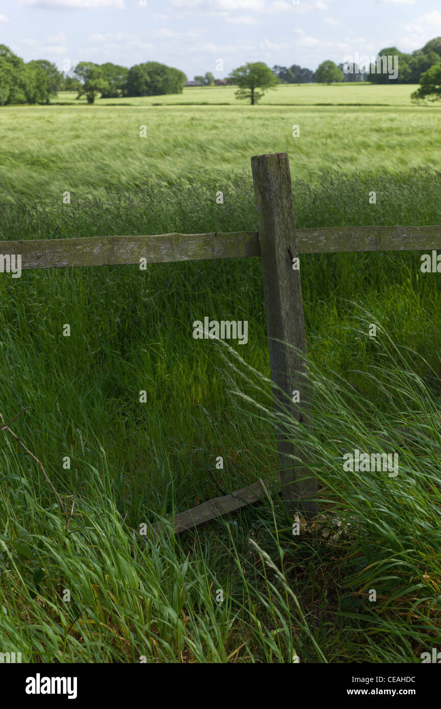 cereal crops agriculture warwickshire midlands england uk Stock Photo ...