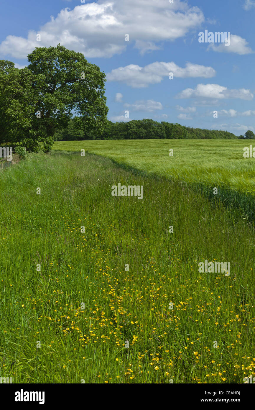 cereal crops agriculture warwickshire midlands england uk Stock Photo ...
