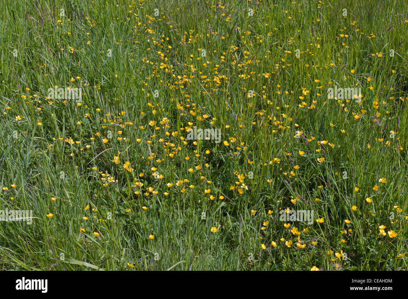 cereal crops agriculture warwickshire midlands england uk Stock Photo ...