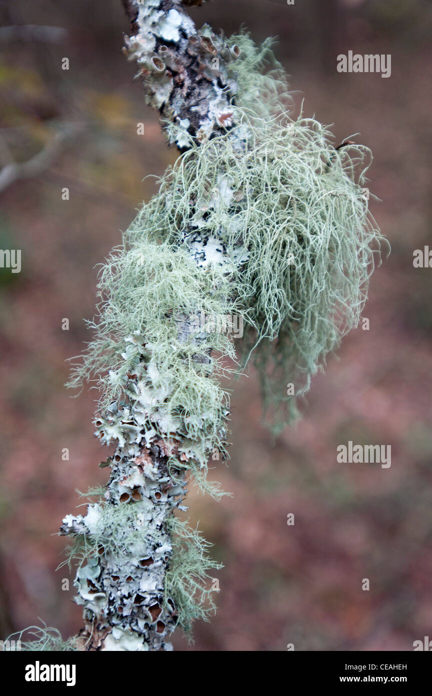 Tillandsia usneoides on bald cypress tree hi-res stock photography and ...