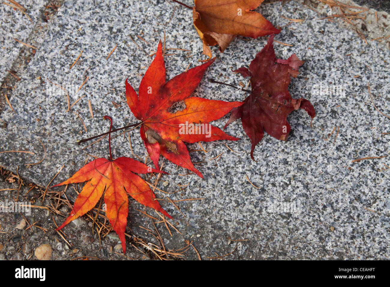 Fallen autumn leaves Stock Photo - Alamy