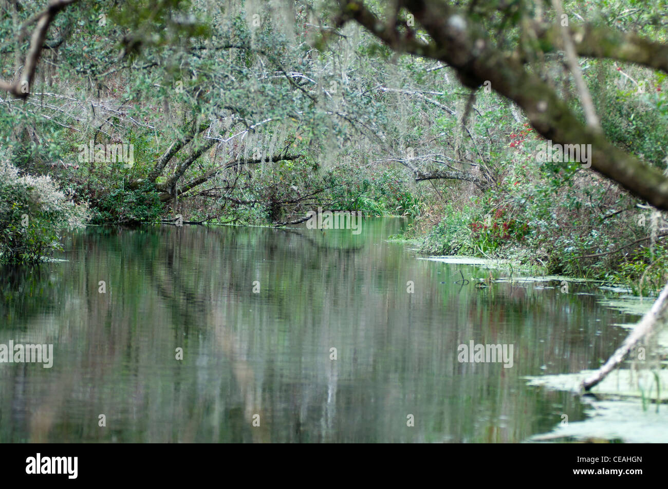 river Ichetucknee Springs State Park, Florida, North America, USA Stock ...