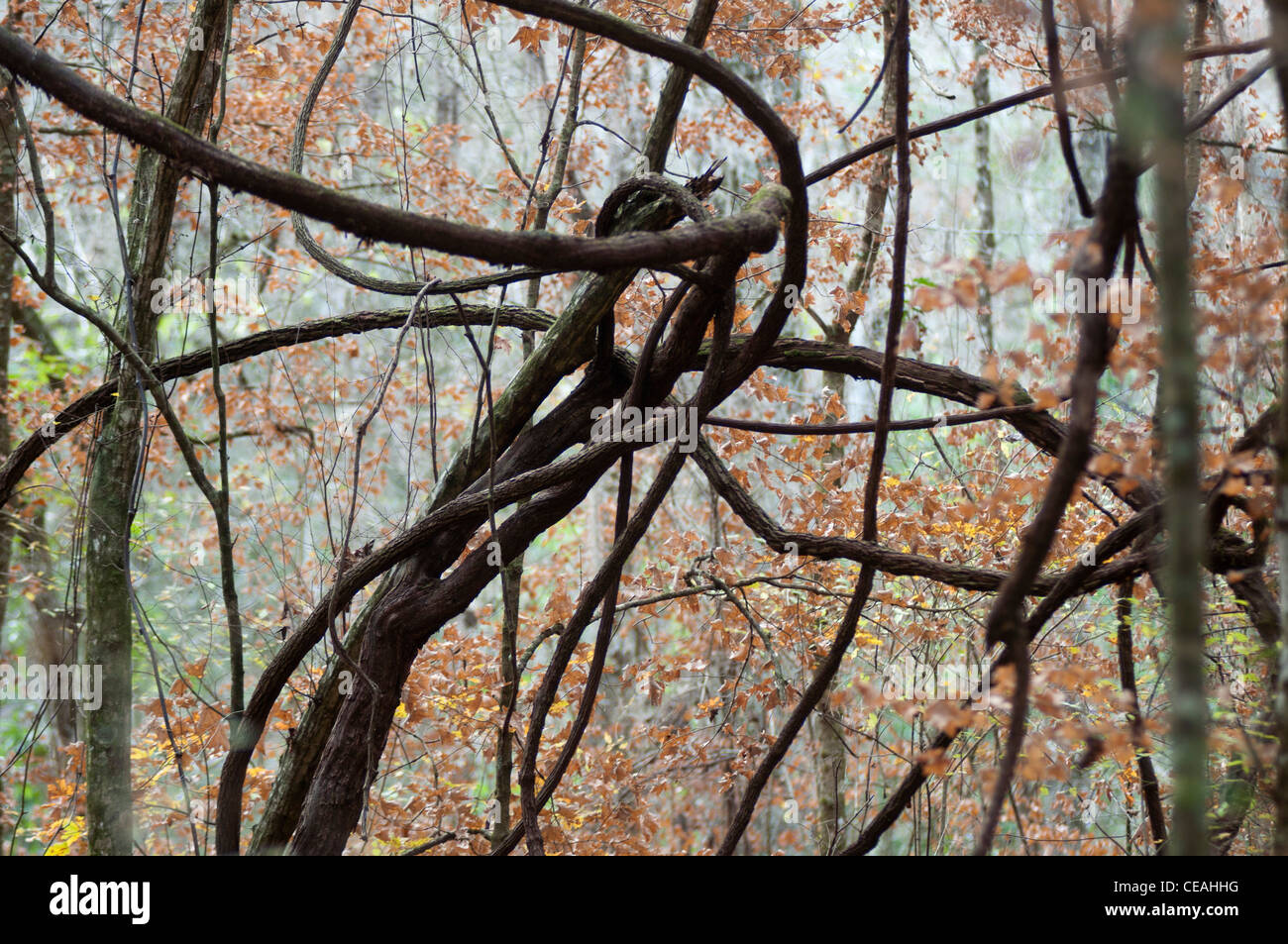 Liana, Ichetucknee Springs State Park, Florida, North America, USA ...