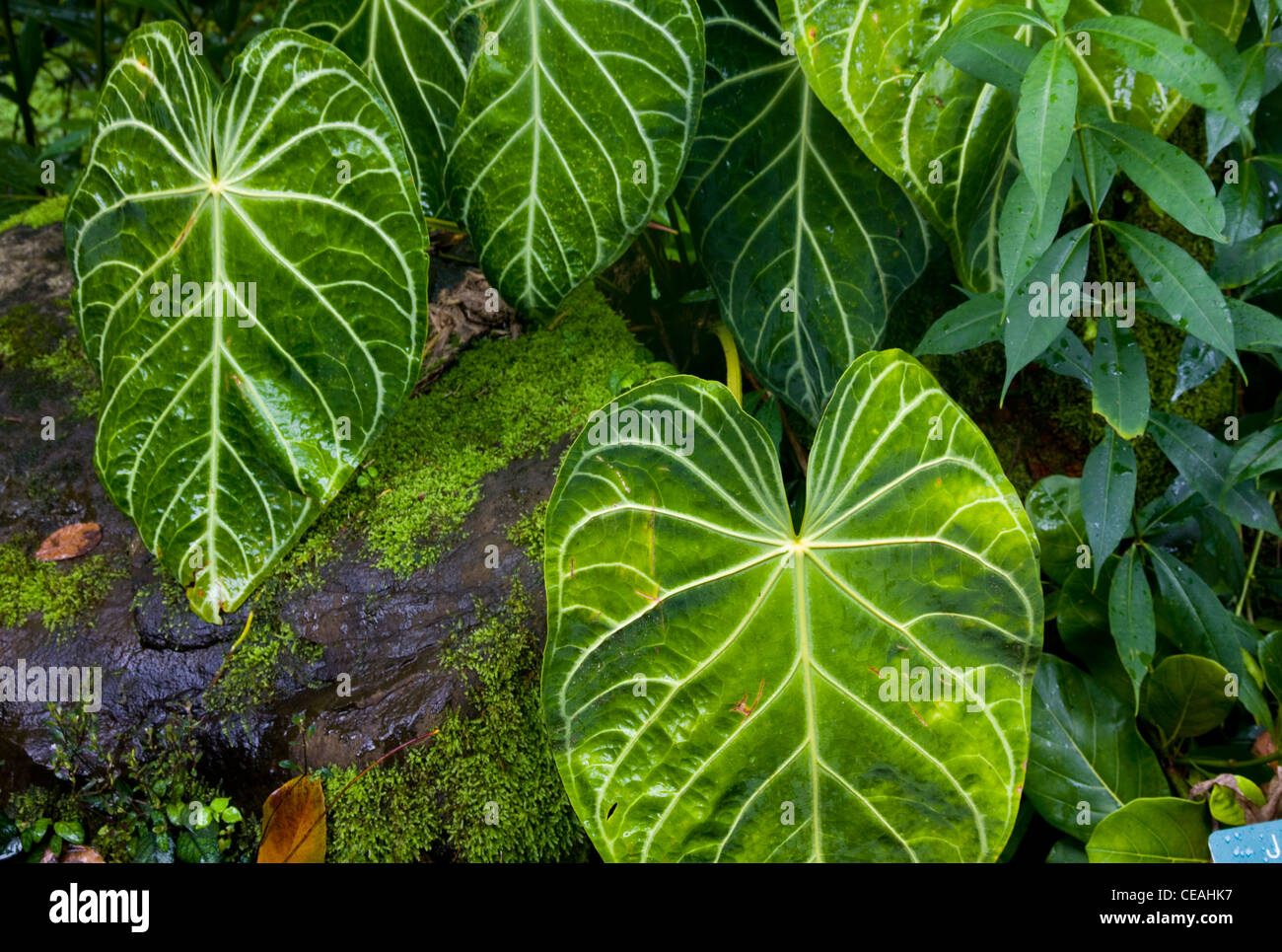 Hawaii Tropical Botanical Garden, featuring over 2,000 species of ...